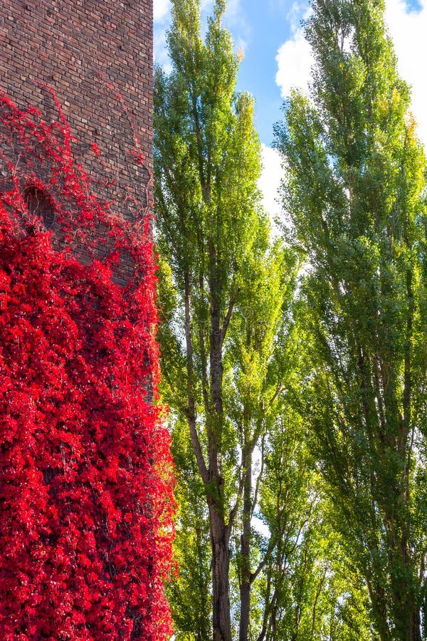 Wild Wine Red Foliage Contrast To Green Trees Stock Image - Image of ...