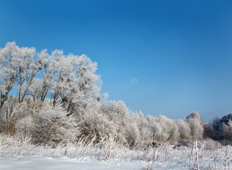 Wild winter scenery stock photo. Image of season, plant - 14851966