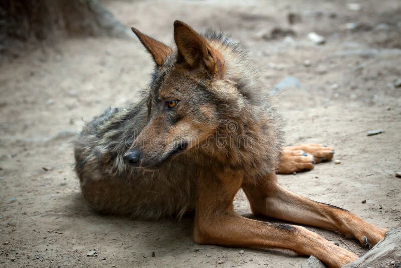 Wild Wolf Animal, Coyote or Coywolf, Yosemite Forest Wildlife ...