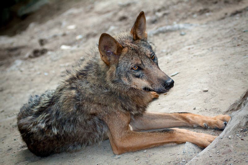Wild Wolf Animal, Coyote or Coywolf, Yosemite Forest Wildlife ...