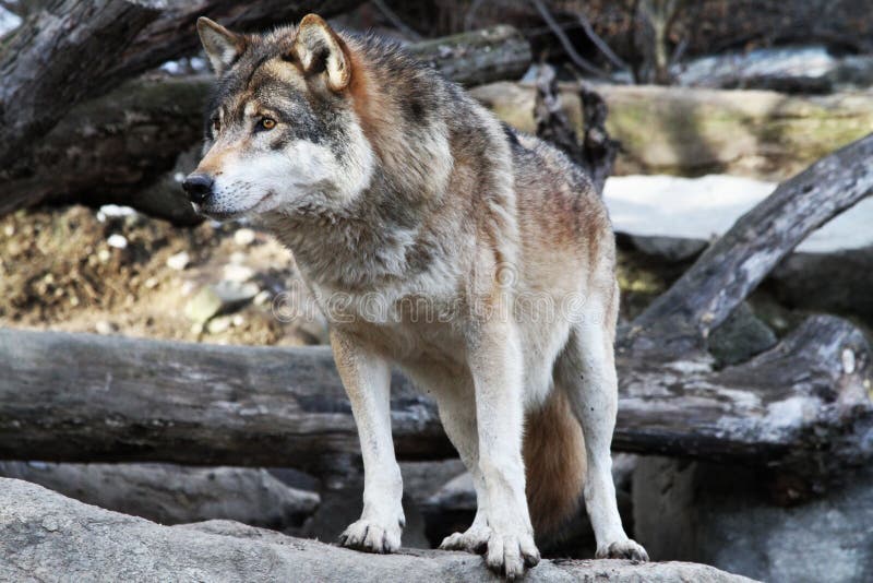 1,605 Strong Wolf Stock Photos - Free & Royalty-Free Stock Photos from ...