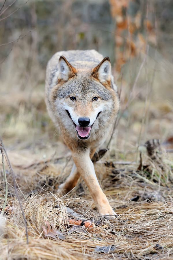 Wild wolf in forest stock photo. Image of grey, animal - 77835358