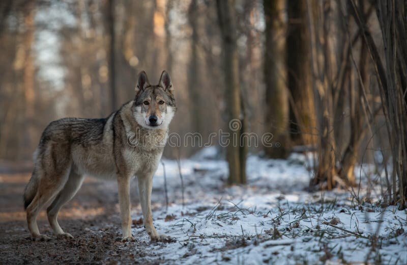 Wild Wolf in the Forest. Winter Forest Stock Photo - Image of canis ...