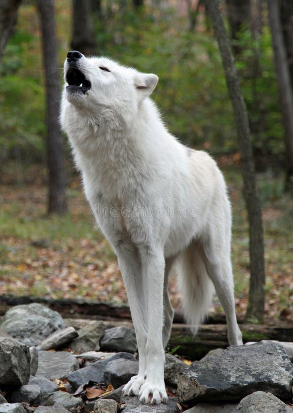 Wild wolf howling stock photo. Image of grey, pack, outside - 21733014