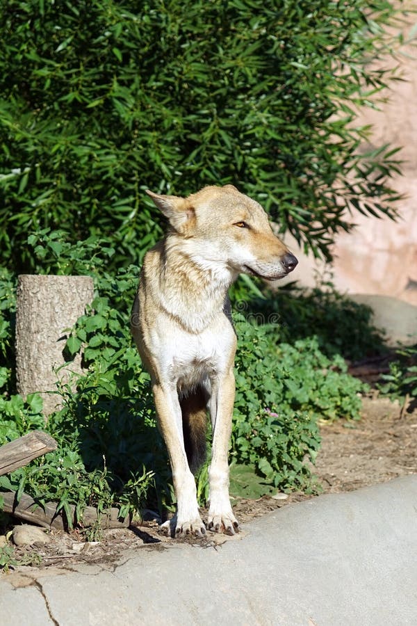 Wild Wolf Animal, Coyote or Coywolf, Yosemite Forest Wildlife ...