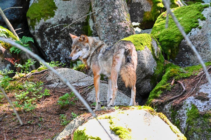 Wild wolf in wild nature stock image. Image of mammal - 274538601