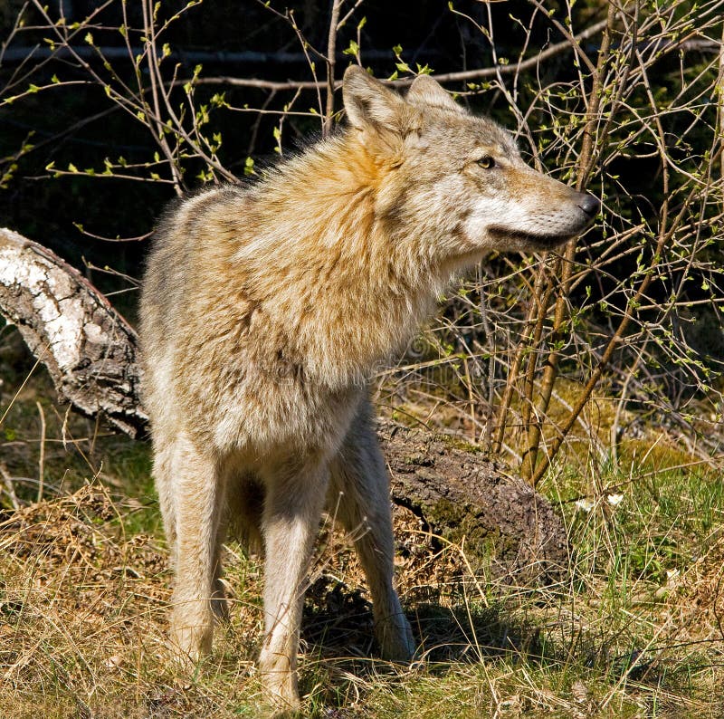 Wild wolf stock image. Image of watching, wild, wandering - 58974623