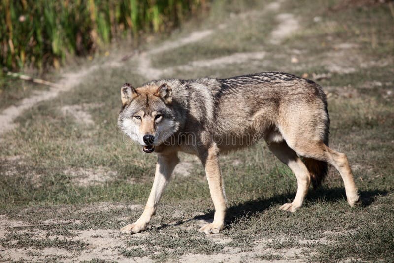 Wild wolf stock photo. Image of angry, summer, wild, mammal - 80821810