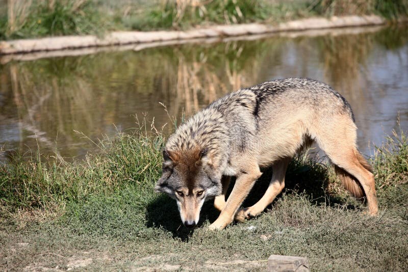 Wild wolf stock photo. Image of river, wolf, head, mammal - 80821298