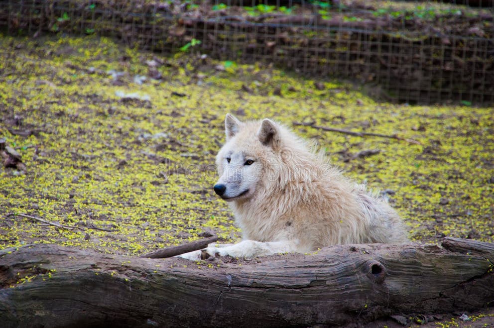 Wild wolf stock image. Image of wildlife, pose, water - 30745315