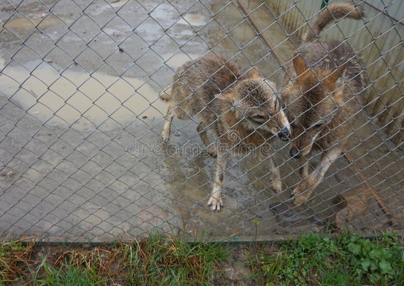 Wild Wolves in a Zoo in a Cage. Stock Image - Image of natural, outdoor ...