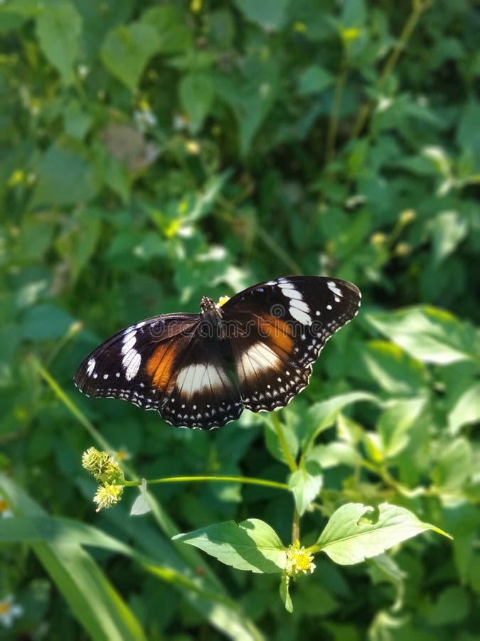 The Wild Wonderful Butterfly in Flowers Stock Photo - Image of ...