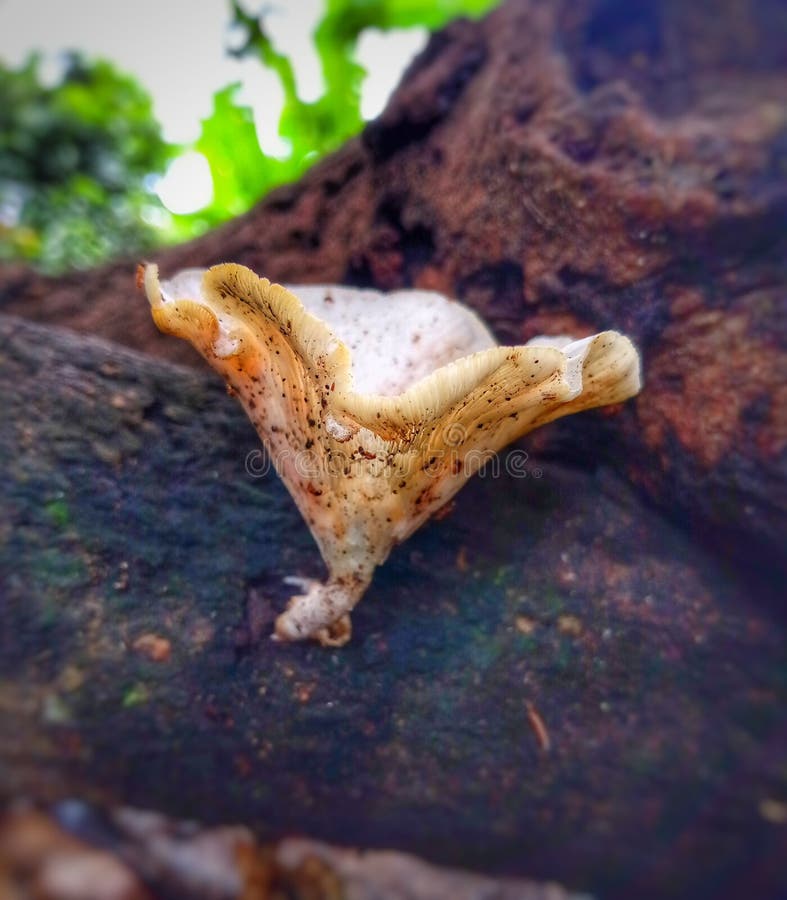 Wild Wood Fungus Infested with Ants Stock Photo - Image of fungus ...