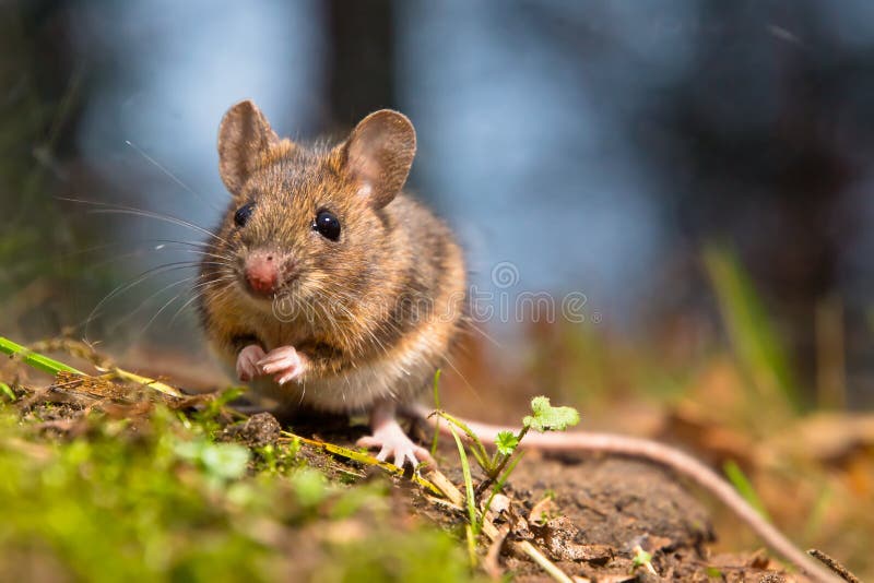 Wild wood mouse stock photo. Image of hungry, long, animal - 45350558