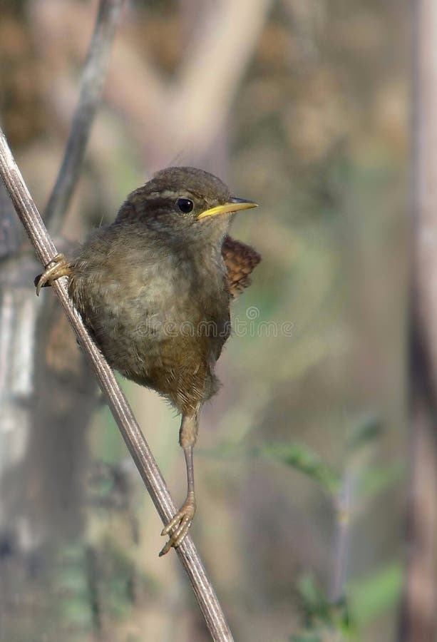 Wild Wren Perched on a Hogweed Stalk Stock Image - Image of oiseau ...