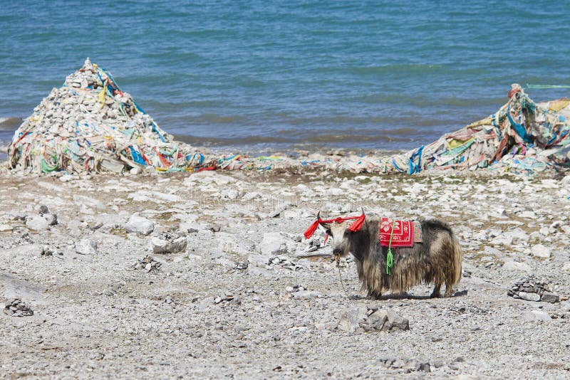Wild Yak stock photo. Image of wild, blue, asia, zoological - 20130460