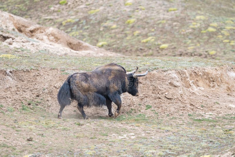 Wild Yak, Bos Mutus, Large Bovid Native To the Himalayas, Winter ...