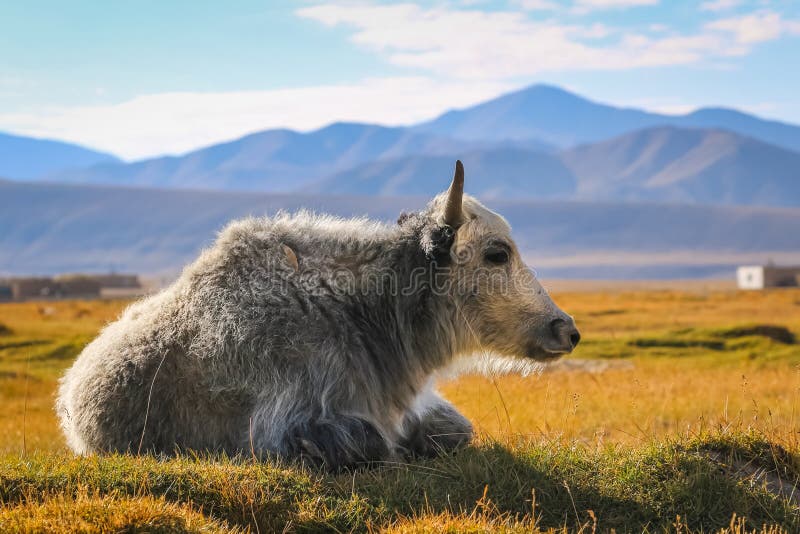 White Wild Yak on Pasture in the Pamir Mountains Stock Image - Image of ...
