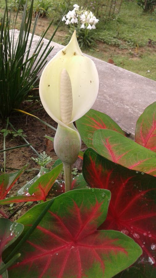 A wild yam flower stock photo. Image of beautiful, wild - 122487390