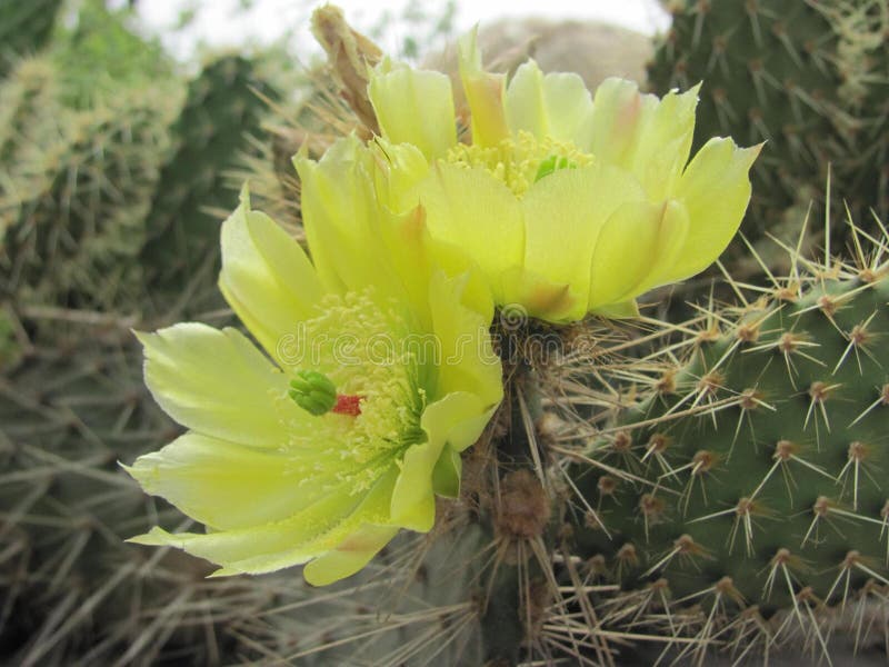 Wild Yellow Cactus Flower stock image. Image of bushes - 63350803