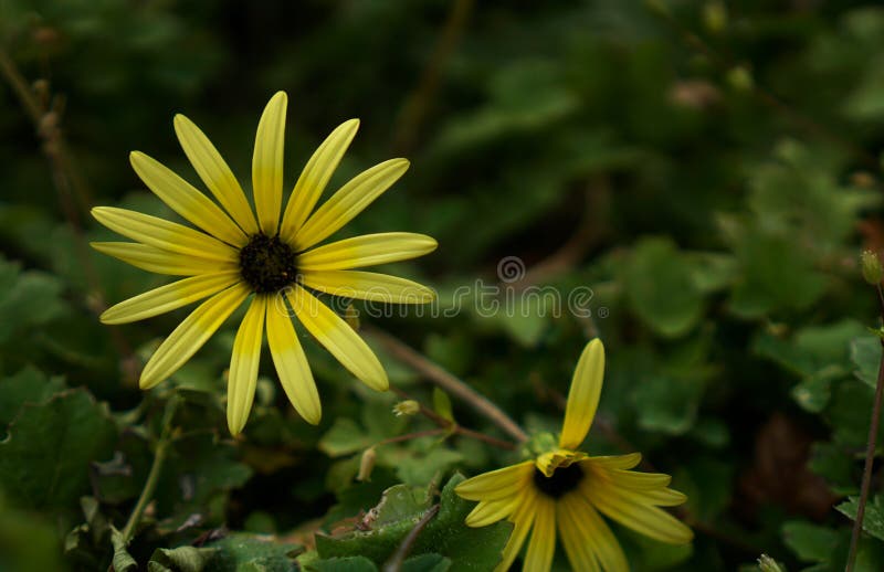 Wild yellow daisy flower stock photo. Image of decoration - 126856738