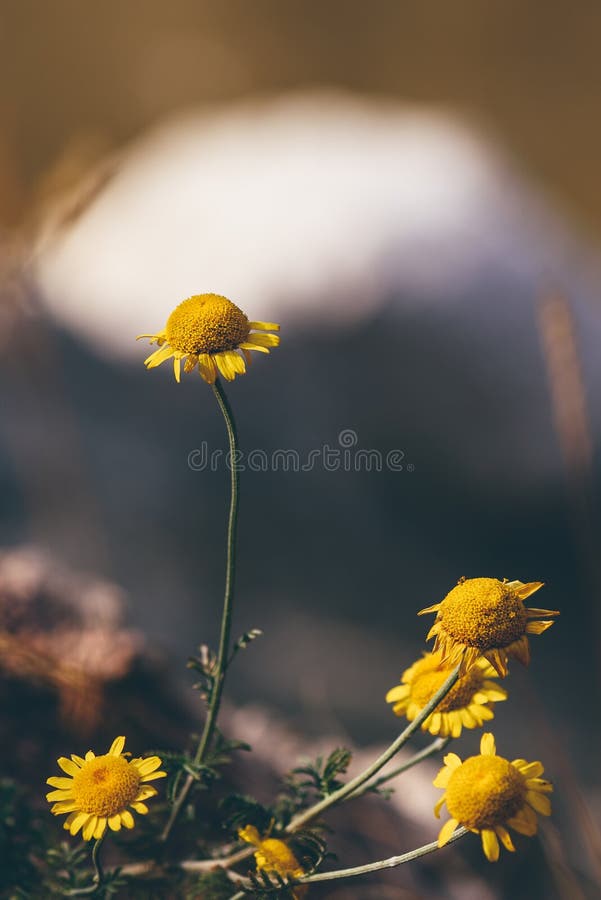Wild yellow daisy flowers stock image. Image of season - 142456163