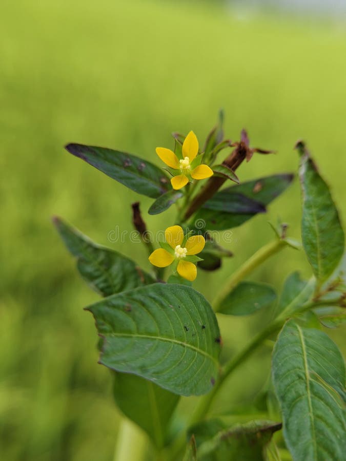 Wild yellow flower stock photo. Image of flower, color - 329952956
