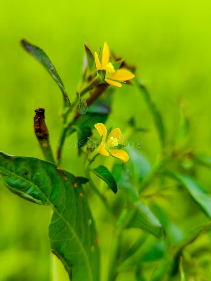 Wild yellow flower stock image. Image of foliage, beauty - 329952967