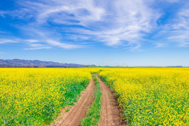 Wild yellow flower field. stock photo. Image of blossom - 90808206