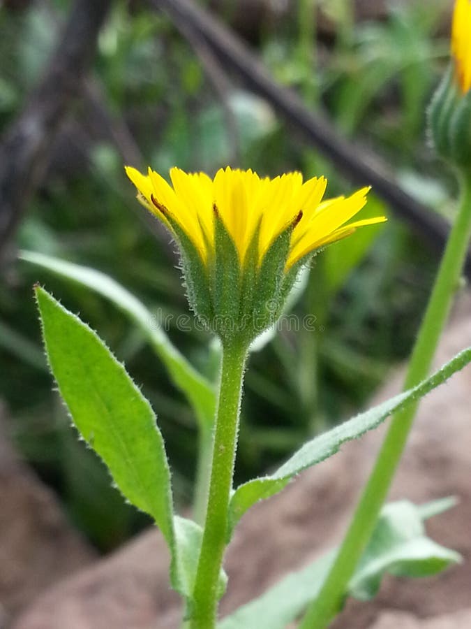 Wild yellow flower stock photo. Image of spring, flower - 56706140
