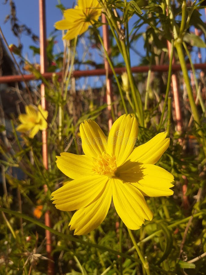 Wild Yellow Flower Grass Sideways Stock Image - Image of plant, green ...