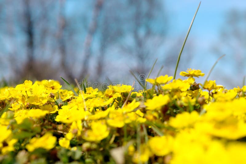 Wild yellow flower meadow stock image. Image of seasonal - 4238929