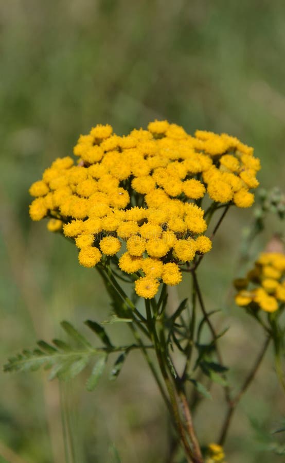 Wild yellow flower stock image. Image of wild, susan - 43201333