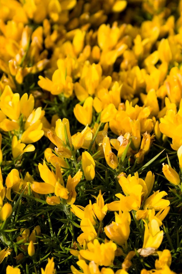Wild yellow flowers stock image. Image of ecological, happy - 3279855