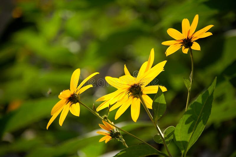 Wild yellow flowers stock photo. Image of leaf, botanical - 3513208