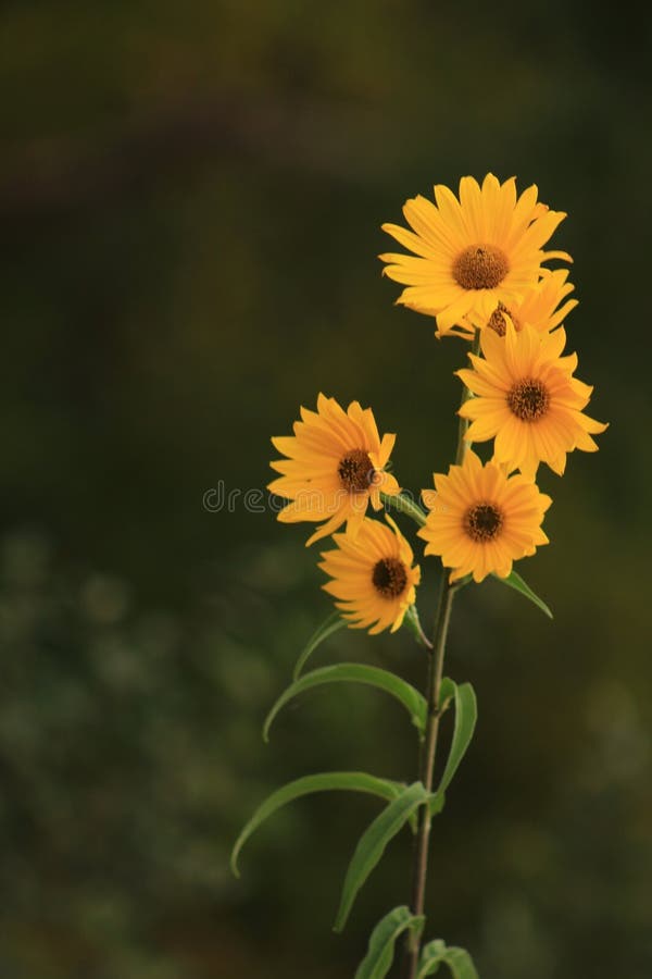 Wild Yellow Flowers, Multiple on One Stem Stock Image - Image of plant ...