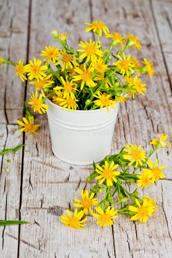 Wild Yellow Flowers in Bucket Stock Photo - Image of border, orchard ...