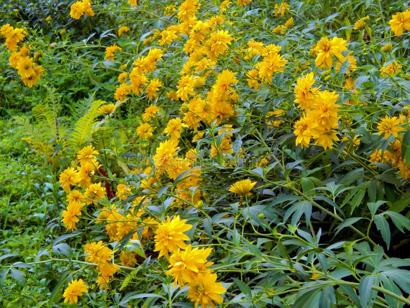 Wild yellow flowers stock photo. Image of green, rapeseed - 81762750