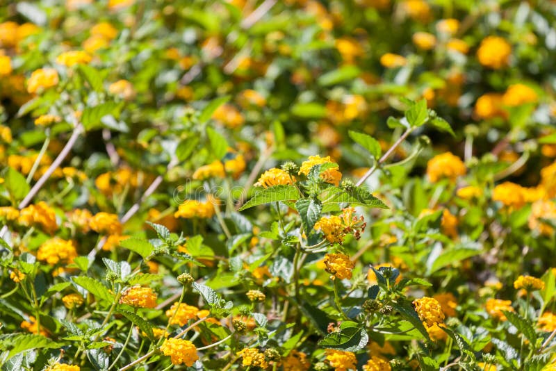 Wild yellow flowers stock photo. Image of flora, bloom - 38865582