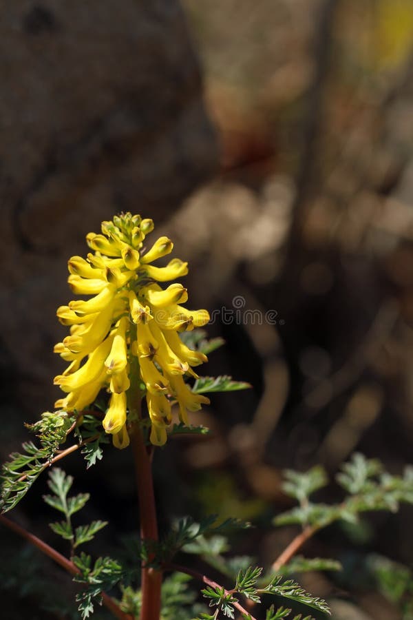 Wild Yellow Flowers in Spring Stock Image - Image of beauty, blossom ...
