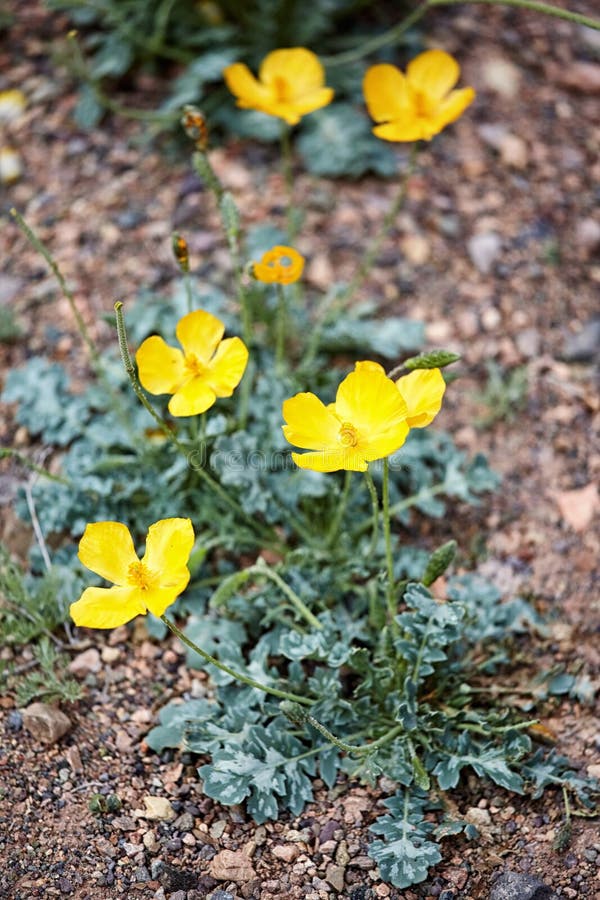 Wild yellow flowers stock image. Image of green, petal - 50898405
