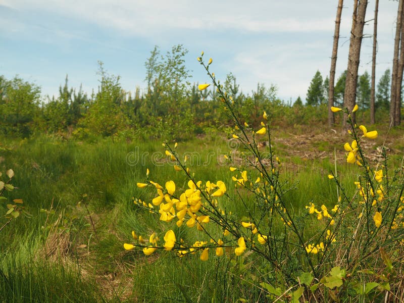Wild Yellow Flowers in the Young Forest Stock Image - Image of ...