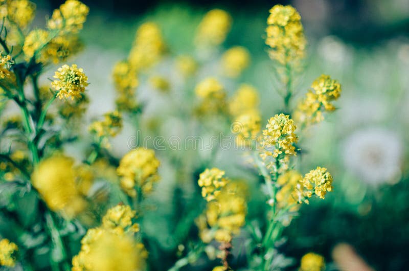 Wild Yellow Fluffy Barbarea Flower in a Field Stock Photo - Image of ...