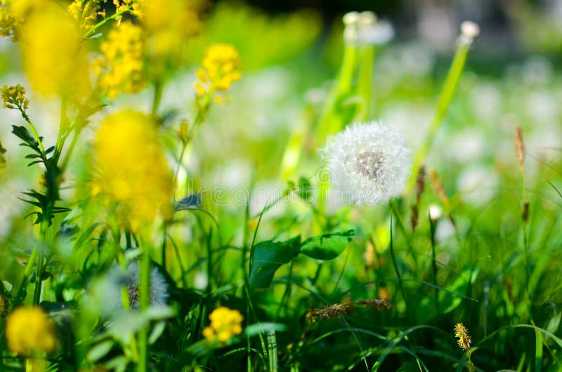 Wild Yellow Fluffy Barbarea Flower in a Field Stock Image - Image of ...