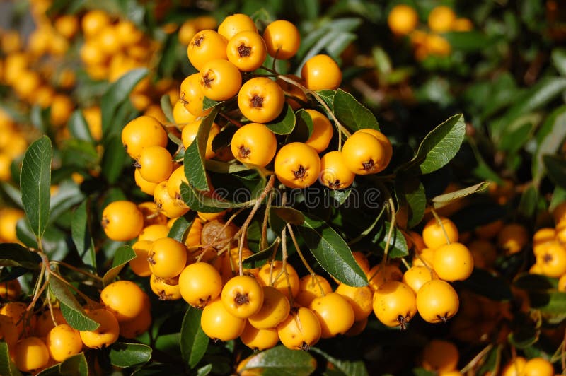 Wild Yellow German Berries stock photo. Image of nature - 1748002