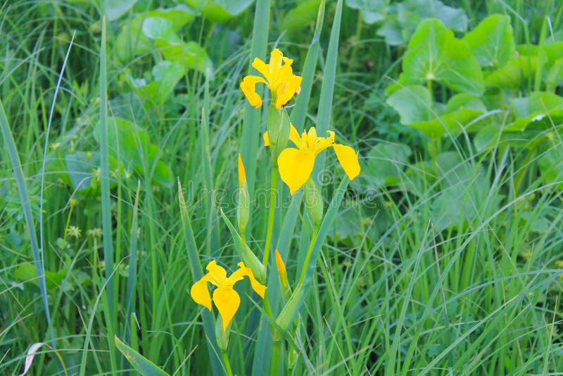 Wild yellow iris flowers stock image. Image of decorative - 136376303