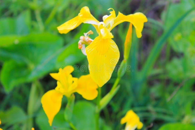 Wild yellow iris flowers stock image. Image of growth - 77032151