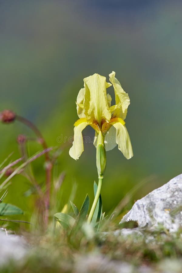 Wild Iris stock image. Image of flora, beauty, yellow - 251106187