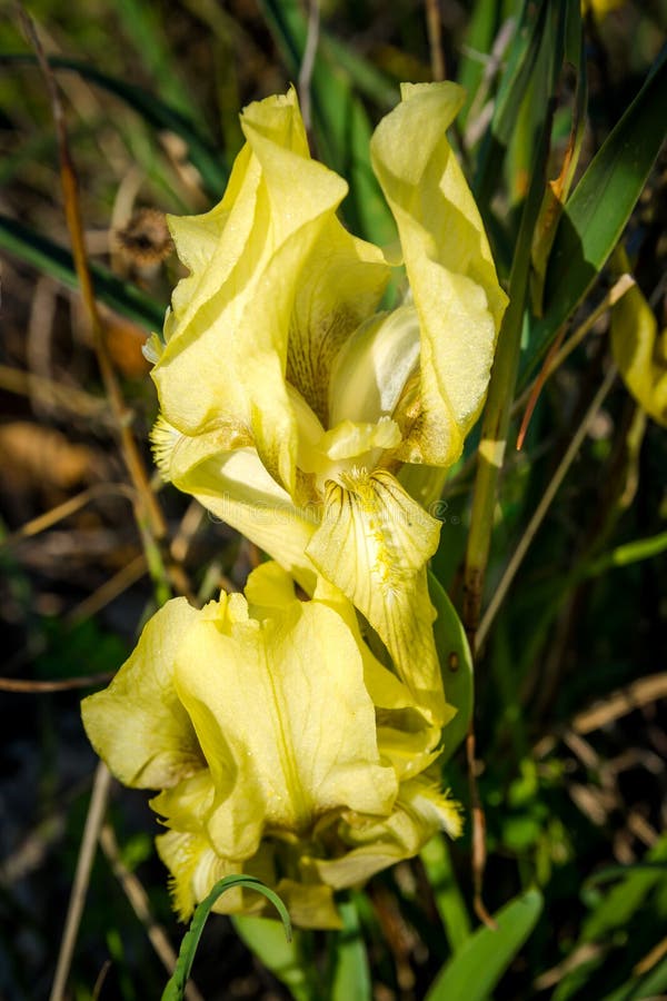 Wild yellow Orchid stock image. Image of mediterranean - 113455629