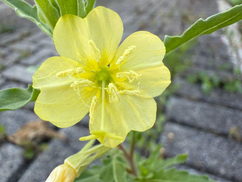 Wild Yellow Primrose Flower in Macro Stock Image - Image of sidewalk ...